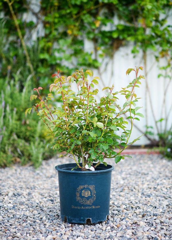 Silas Marner® Potted Rose - Menagerie Farm & Flower