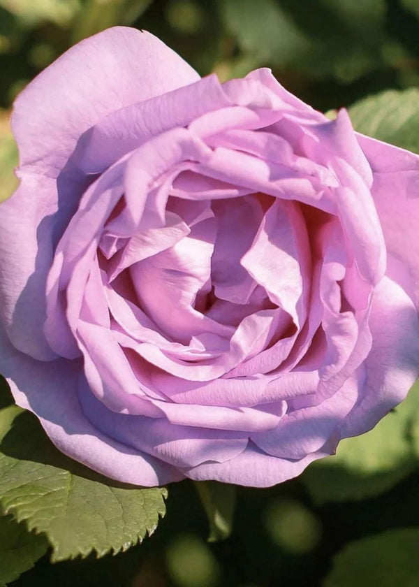 Silver Lining™ Bare Root Rose - Menagerie Farm & Flower