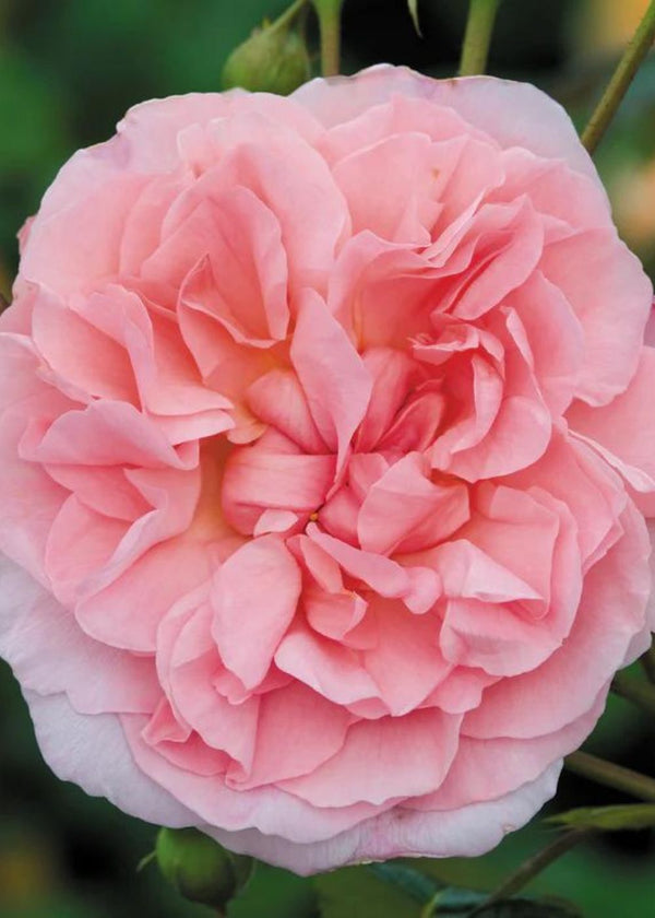 Strawberry Hill David Austin® Climbing Bare Root Rose - Menagerie Farm ...