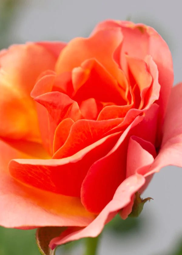 Tequila® Supreme Potted Rose - Menagerie Farm & Flower