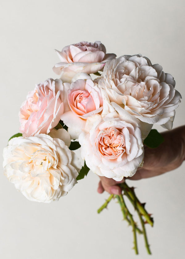 Potted Roses In Peach + Copper Shades - Illuminating Your Garden's ...