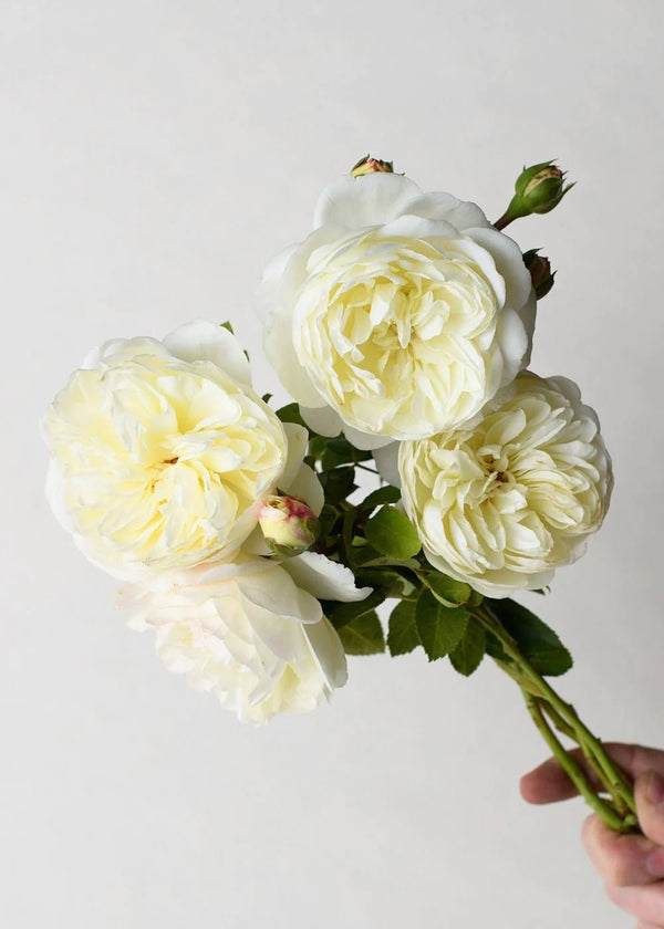 Tranquility David Austin Potted Rose - Menagerie Farm & Flower