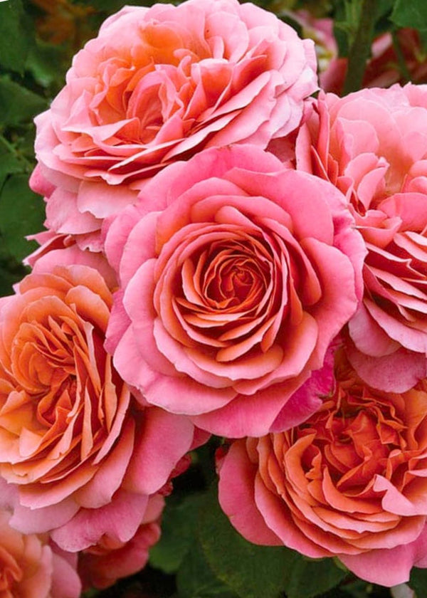 Uptown Girl™ Bare Root Rose - Menagerie Farm & Flower