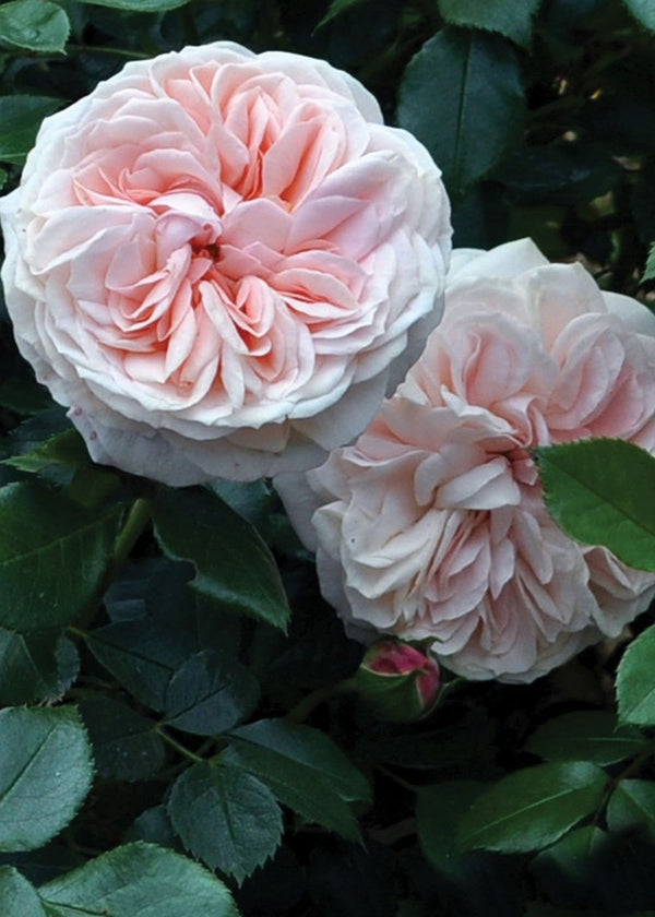 Veranda® Cream Bare Root Rose - Menagerie Farm & Flower