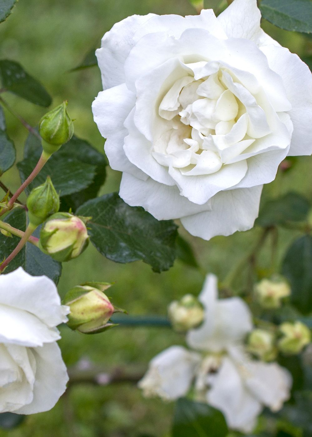 Best White Climbing Rose 20+ Best White Climbing Roses Ideas
