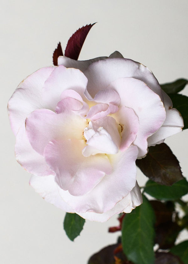World War II Memorial Rose™️ Bare Root Rose - Menagerie Farm & Flower
